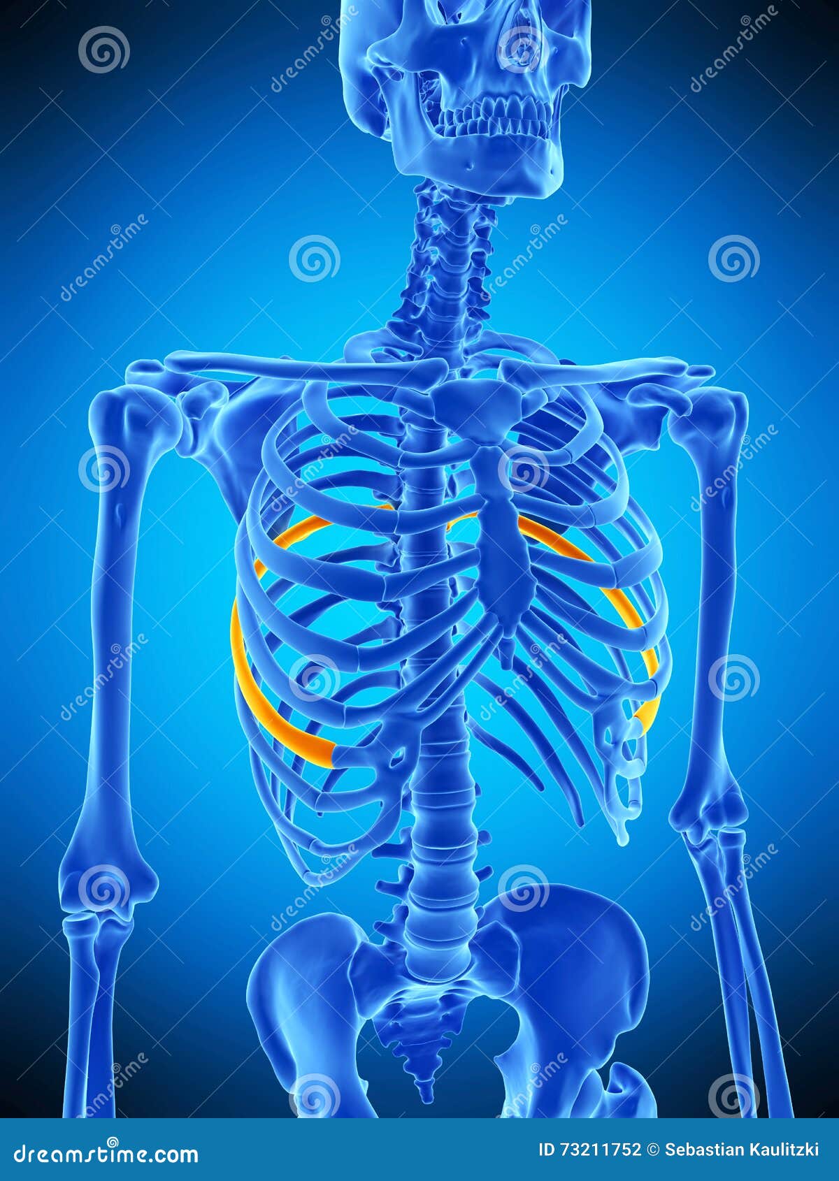 The sevenths rib stock illustration. Illustration of body - 73211752