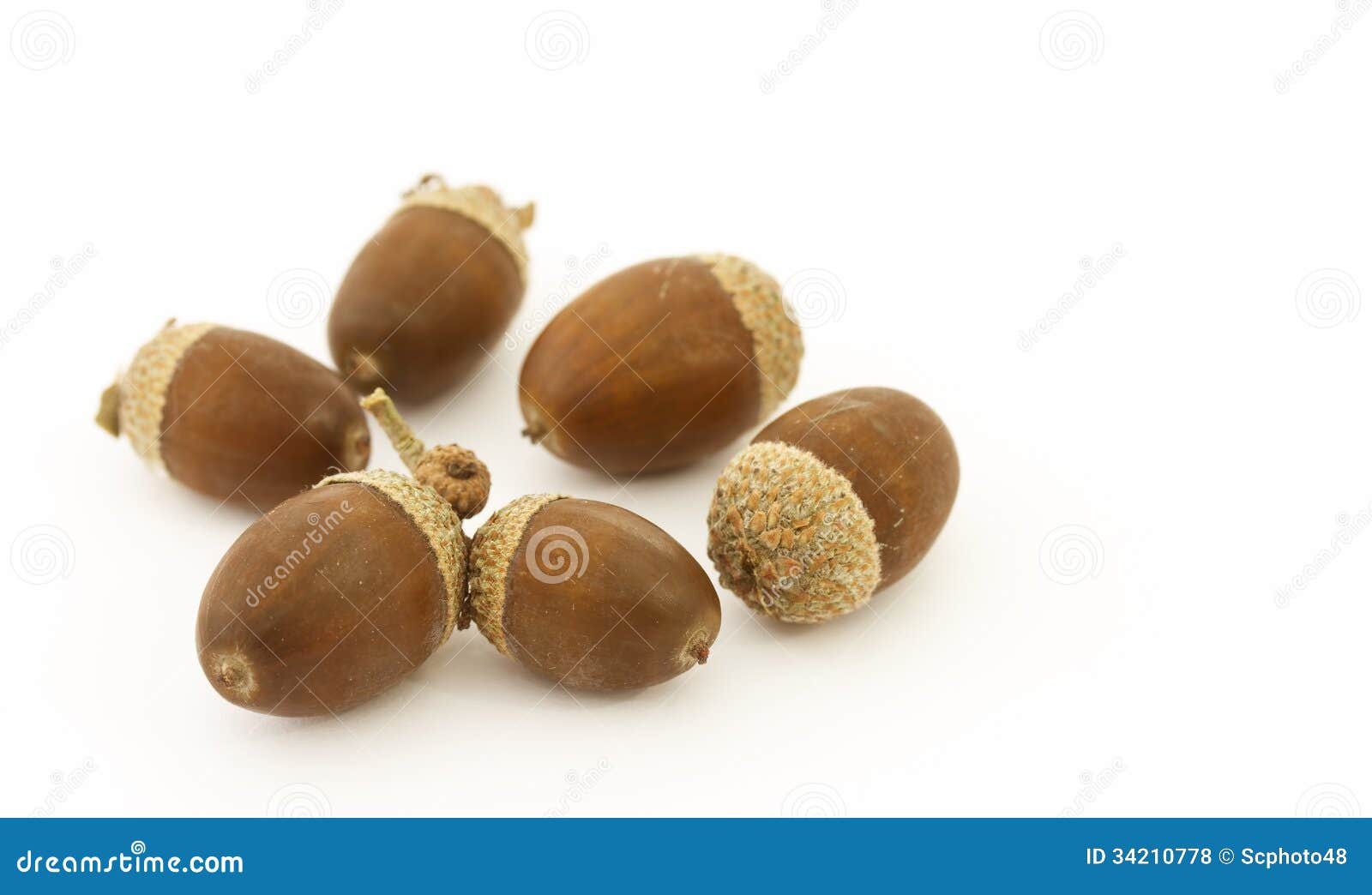 Several acorns stock photo. Image of forest, macro, closeup - 34210778