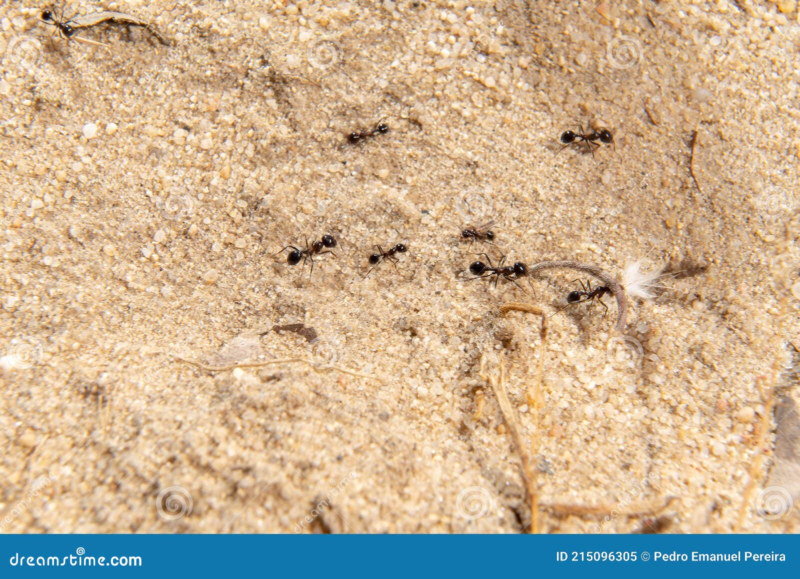 Several Ants To Move in Single File Stock Image - Image of file, ants ...