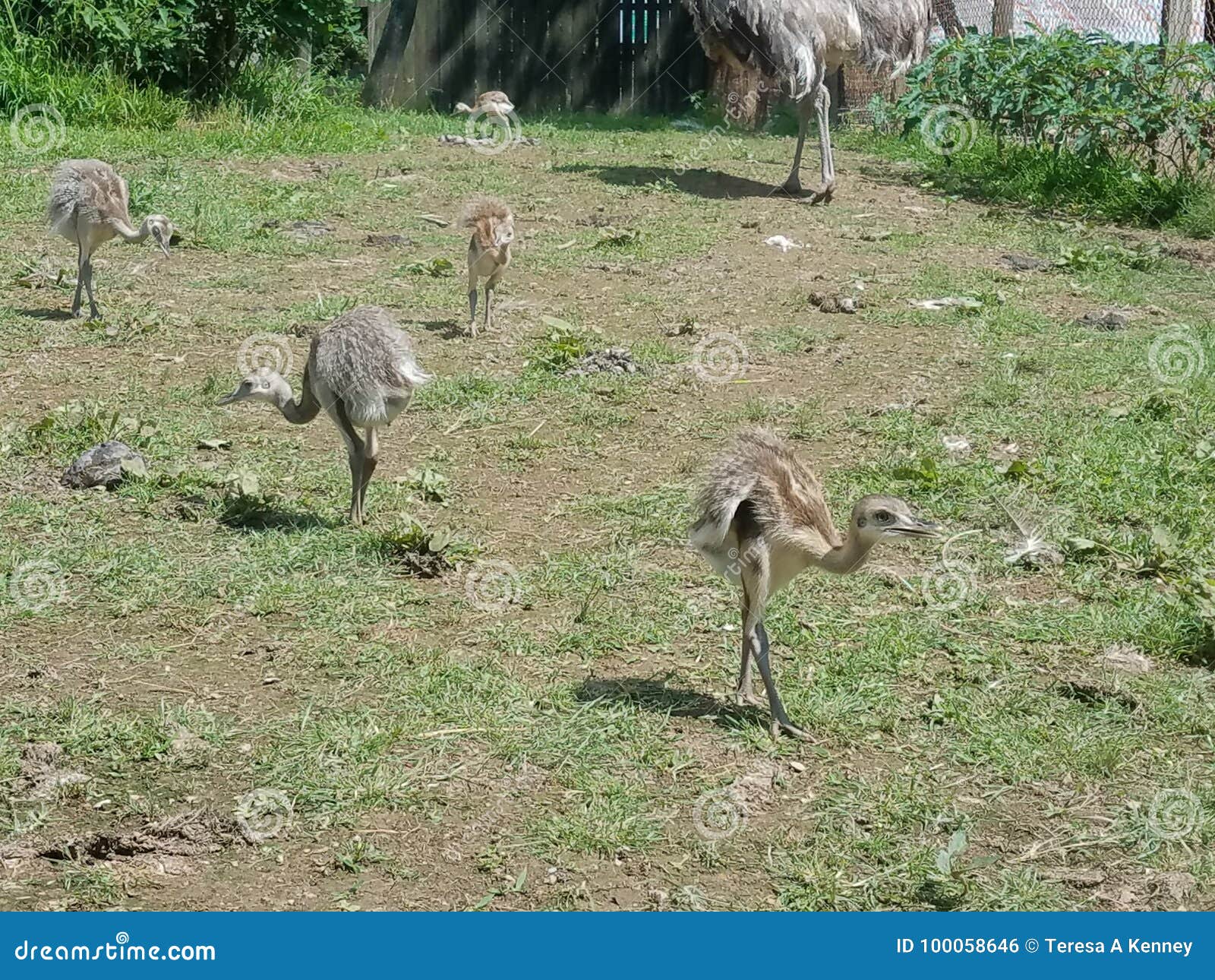 Rhea chicks stock photo. Image of birds, enclosure, baby - 100058646