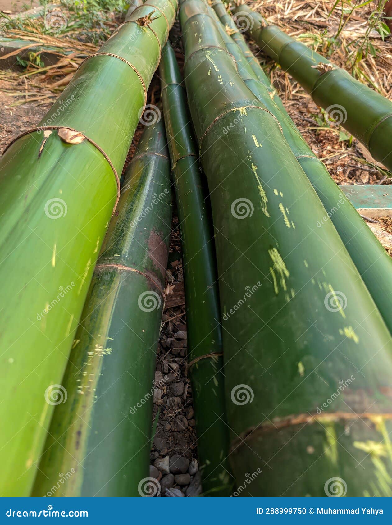 Several Bamboo Stalks that Have Been Cut Stock Photo - Image of stalks ...