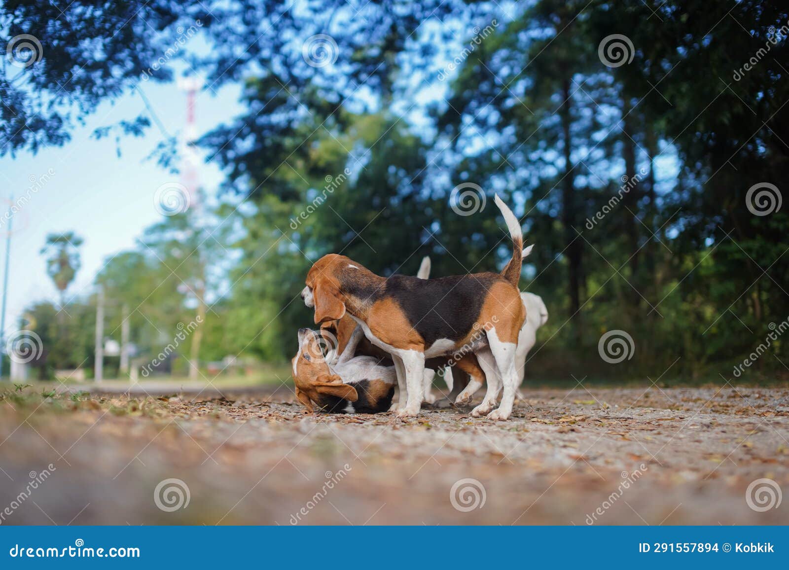 Several Beagle Dogs Playing Together and There are Some Fight in the ...