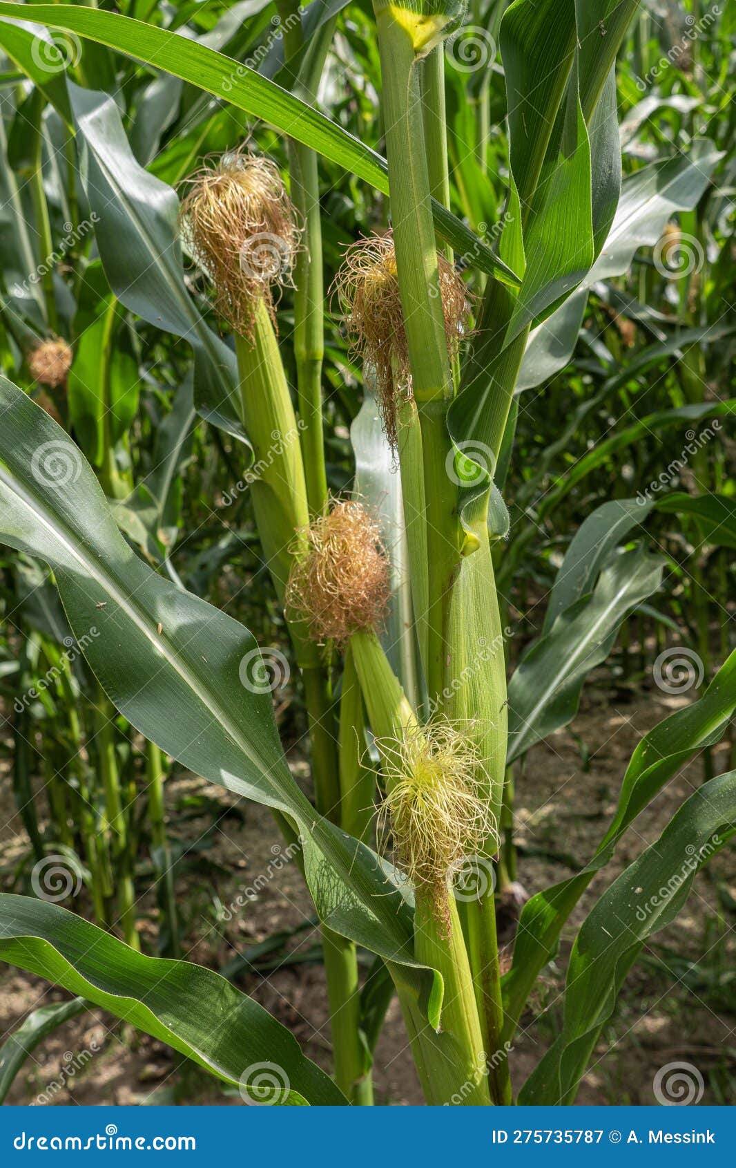 Several Beautiful Corn Cobs with Bracts in a Corn Field. with a Blurred ...