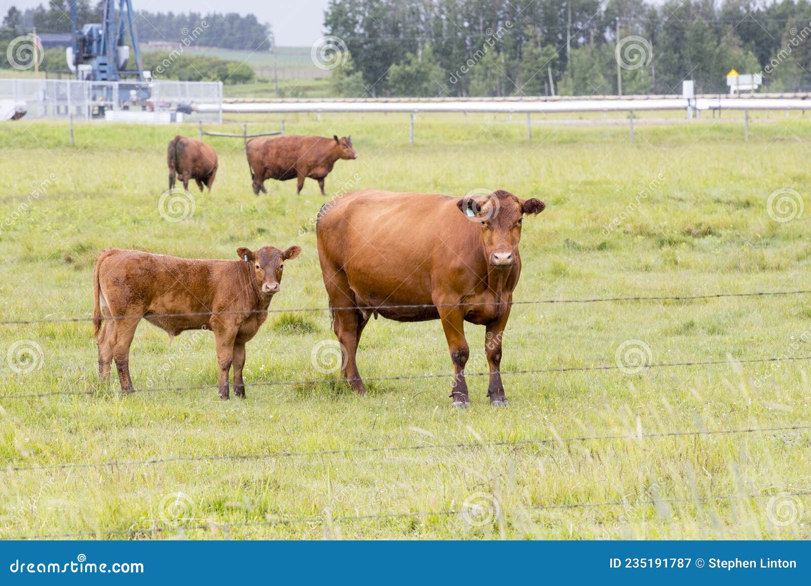 Beef Cattle stock image. Image of ranch, pasture, canada - 235191787