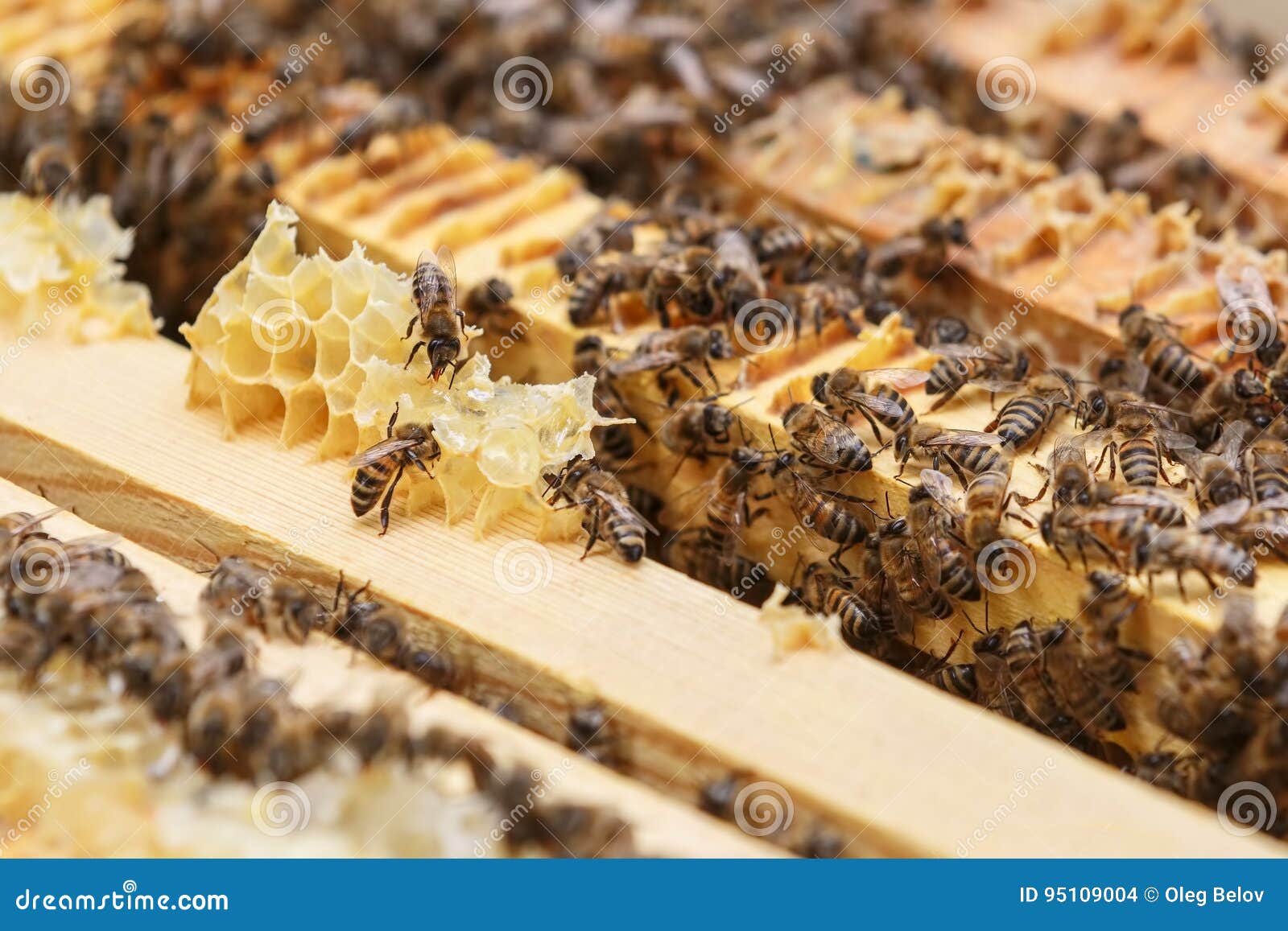 Several Bees Eat the Remains of Honey from Honeycombs in a Hive Stock ...