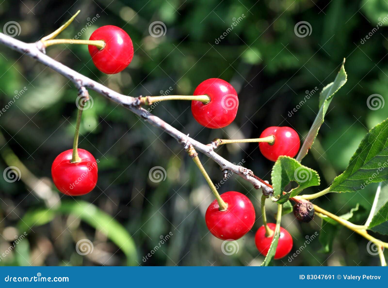 Several Berries Ripe Cherry on a Branch Stock Image - Image of harvest ...