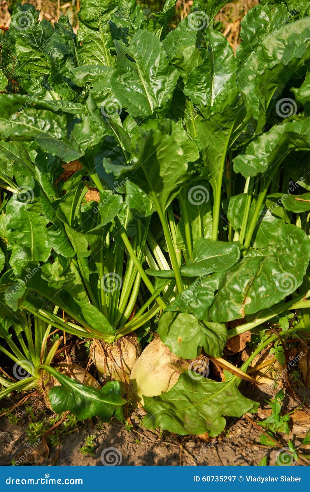 Several big Mangelwurzel stock image. Image of agriculture - 60735297