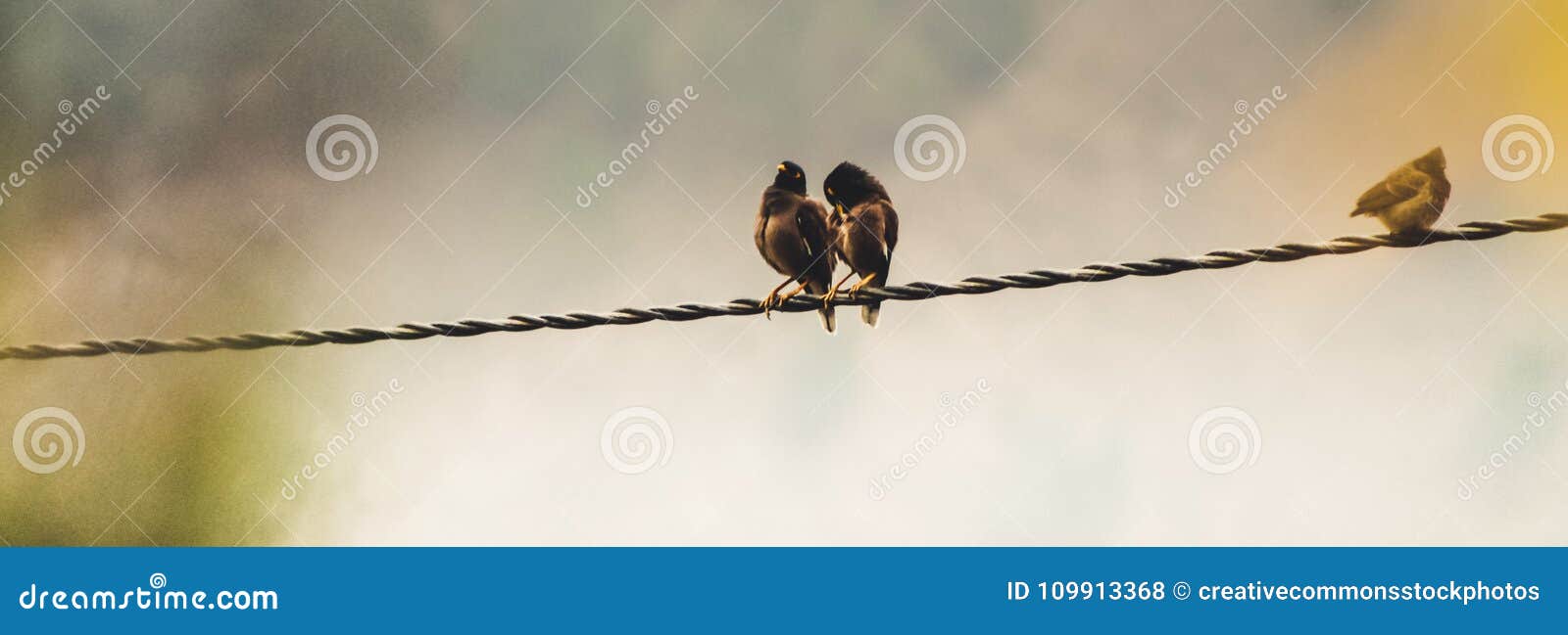 Several Birds Perching On Cable Picture. Image: 109913368