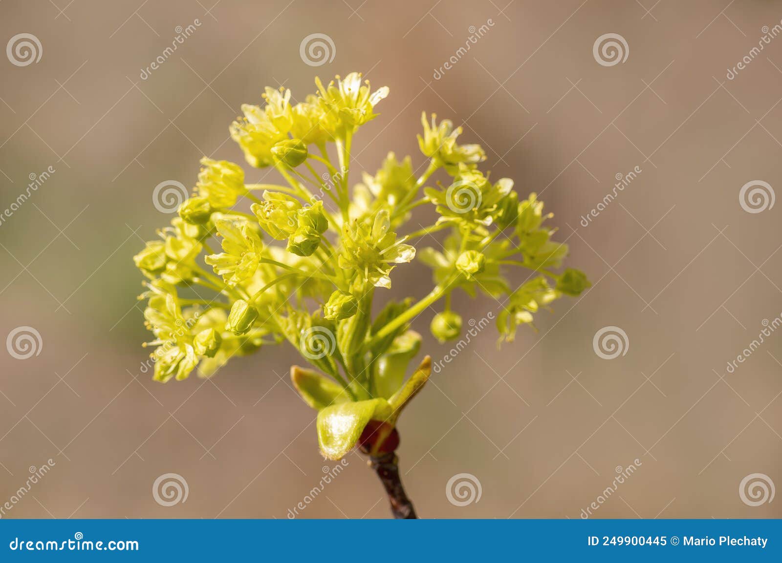 Many Blossoms on a Branch of an Maple Tree Stock Image - Image of ...