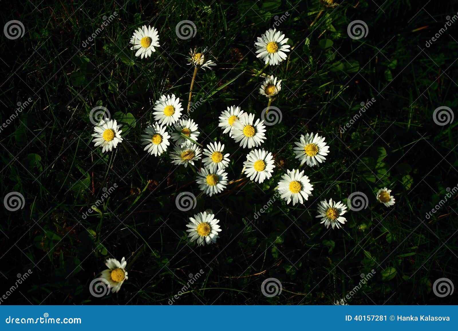 Several Blossoms of Daisy in Grass Stock Image - Image of lawn, spring ...