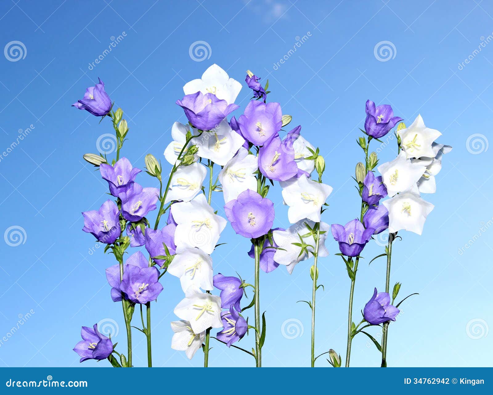 Several Blue and White Bell Flowers Stock Photo - Image of meadow ...