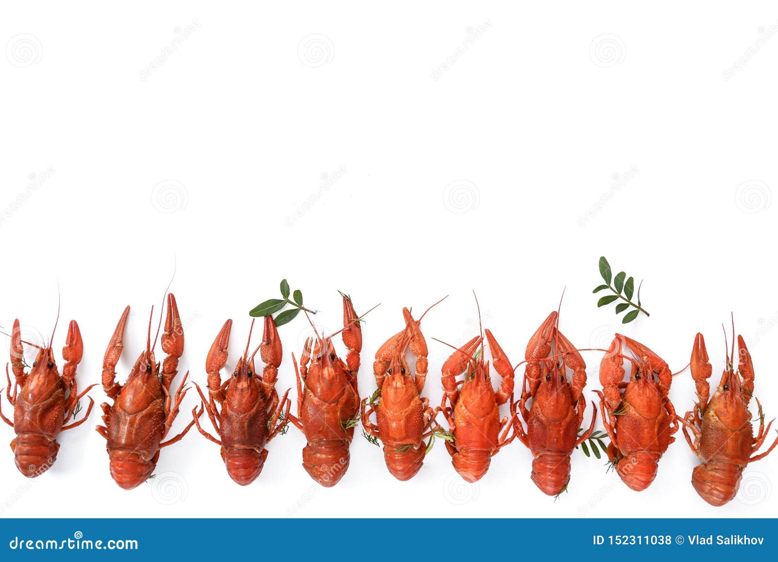 Several Boiled Crawfish Isolated on White. Top View. Flat Lay Stock ...