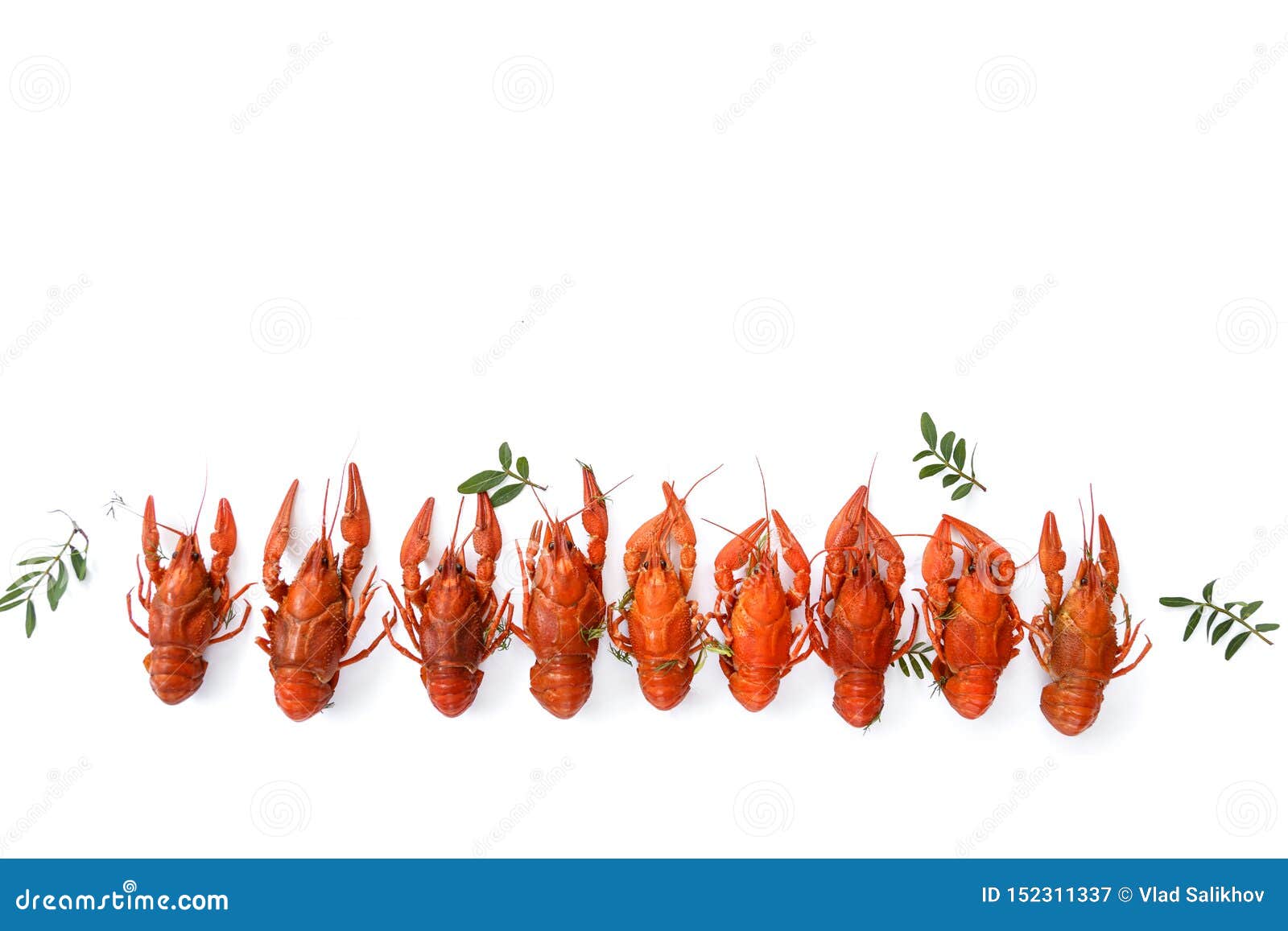 Several Boiled Crawfish Isolated on White. Top View. Flat Lay Stock ...