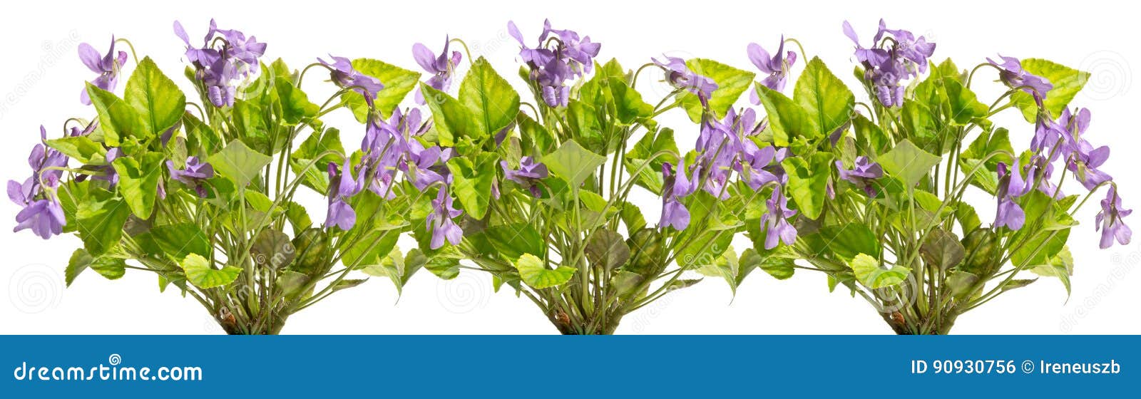 Several Bouquets of Field Violets in a Row. Stock Photo - Image of ...
