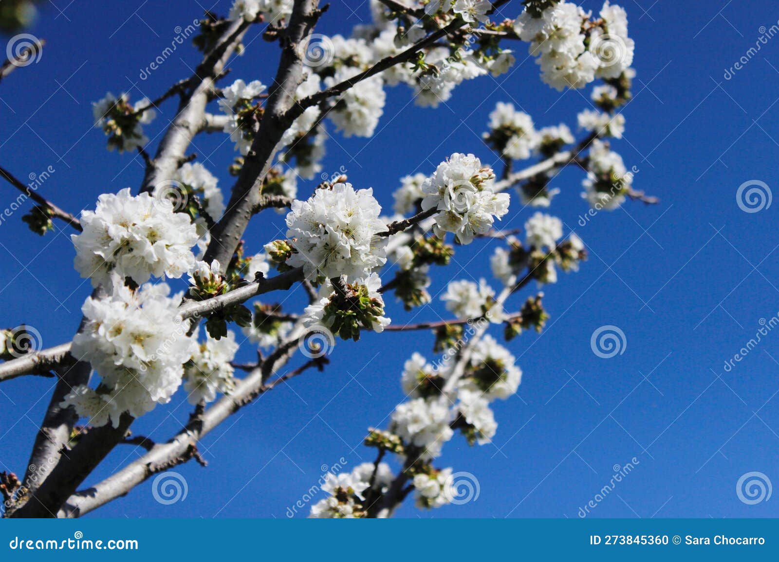 Cherry Tree Branches in Blossom with Many Flowers Stock Photo - Image ...
