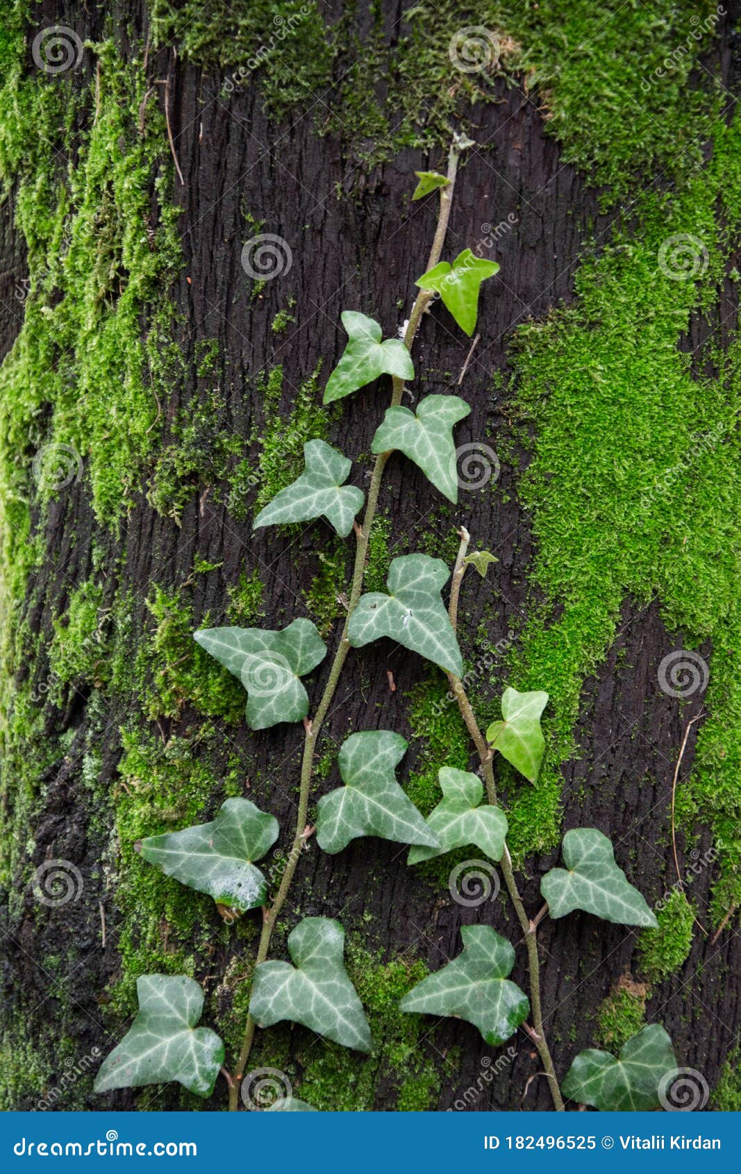 Several Branches of English Ivy Weave through the Tree. Stock Image ...