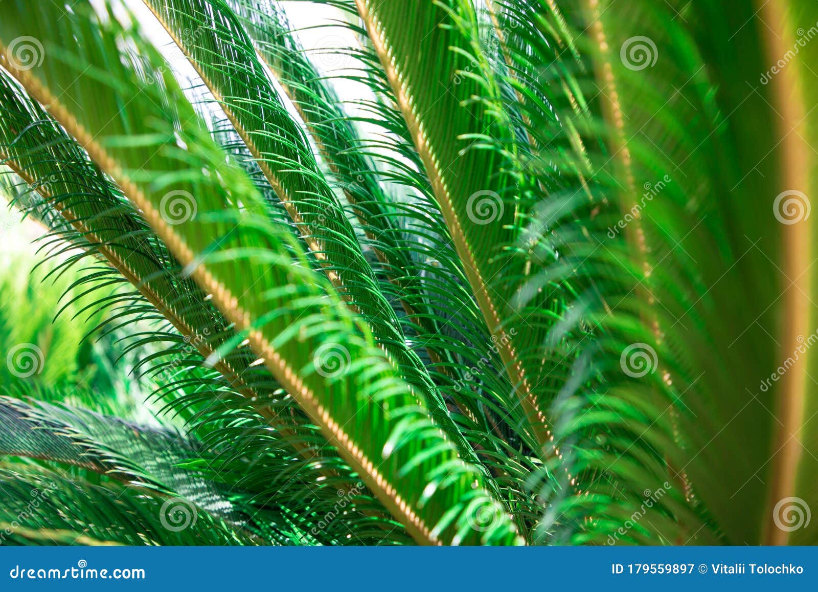 Several Bright Green Palm Branches Stock Image - Image of beautiful ...