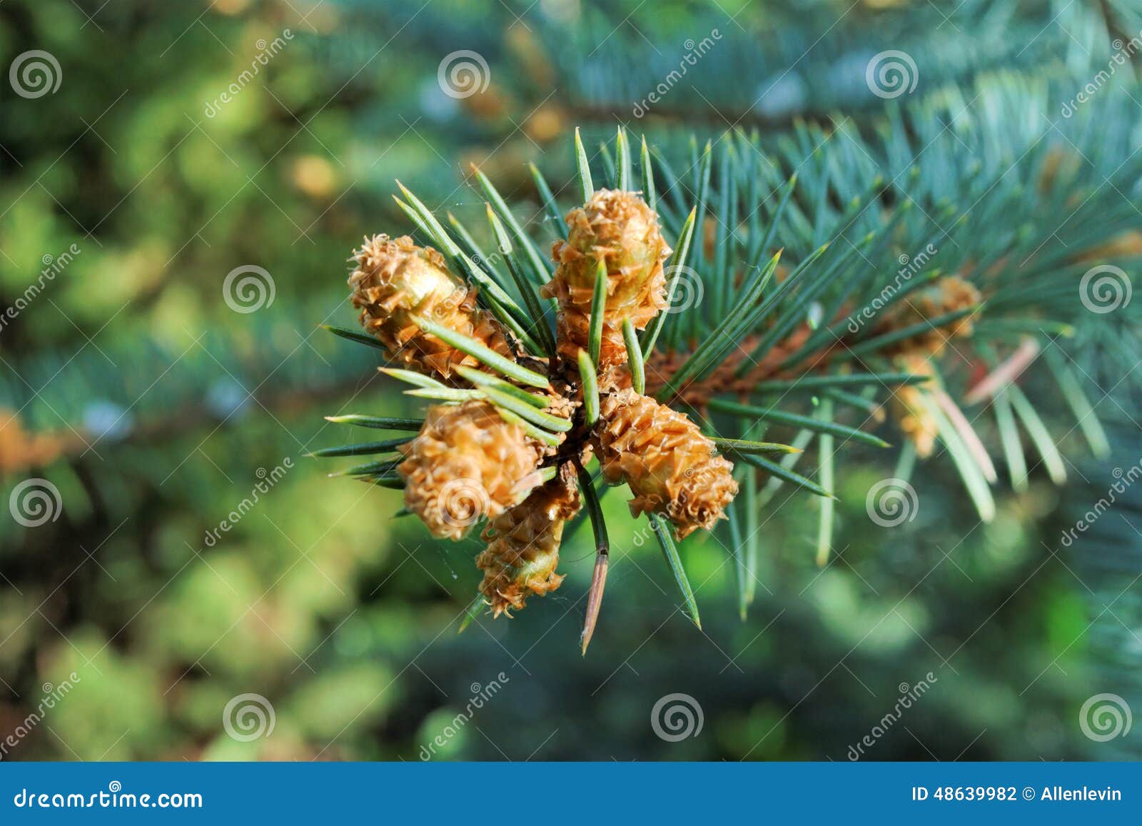 Several Buds at the Branch of the Blue Spruce Stock Photo - Image of ...
