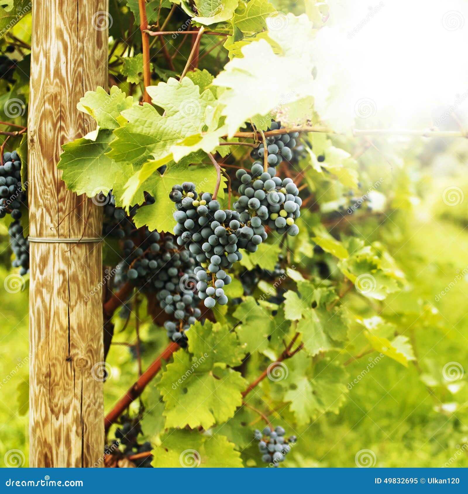 Several Bunches of Ripe Grapes on the Vine Stock Image - Image of ...