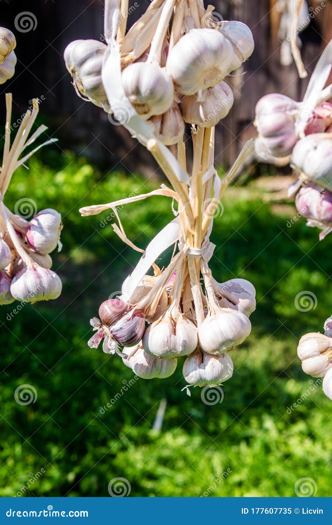 Several bundles of garlic stock image. Image of healthy - 177607735