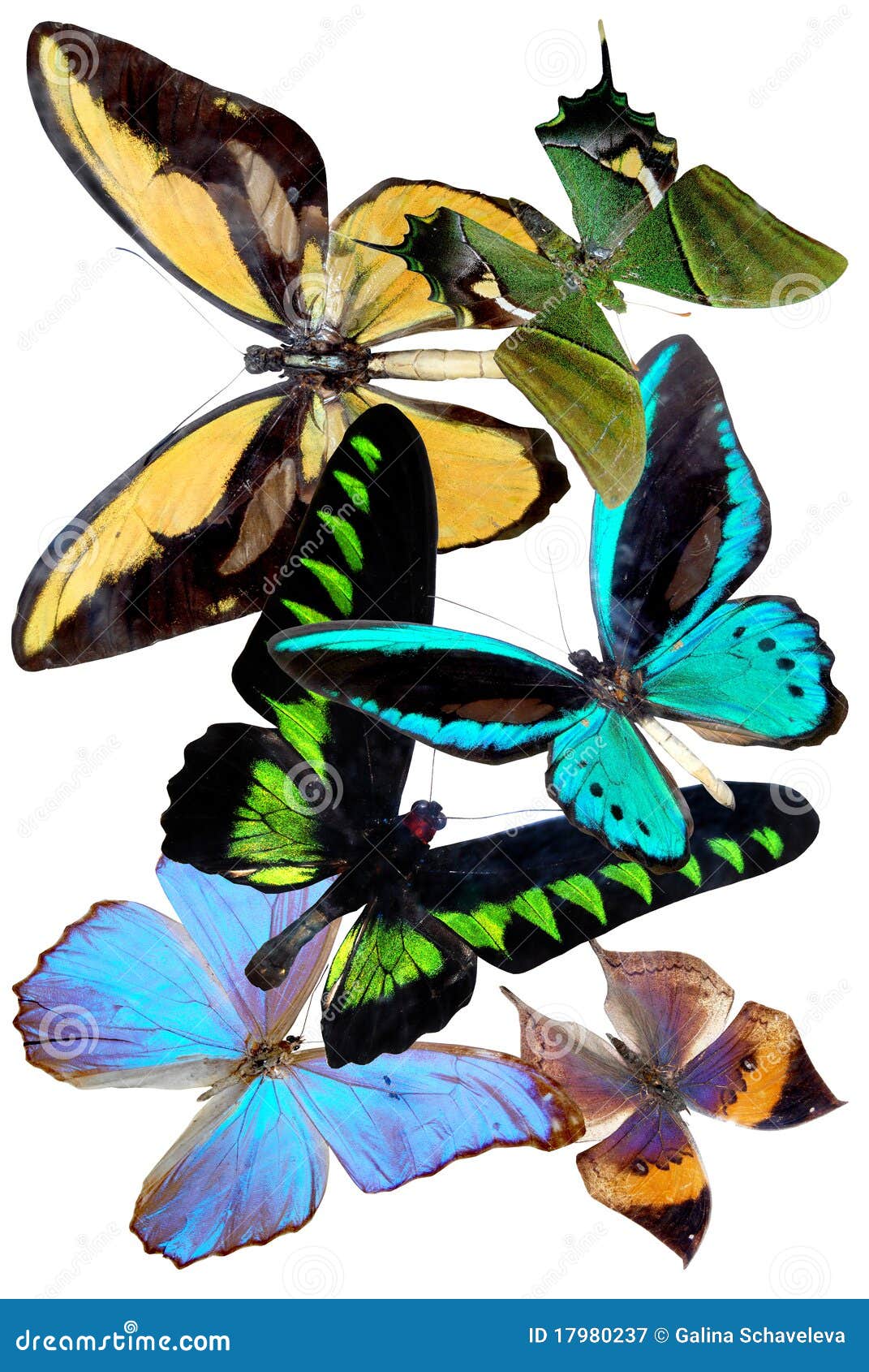 Several butterflies stock image. Image of nature, life - 17980237
