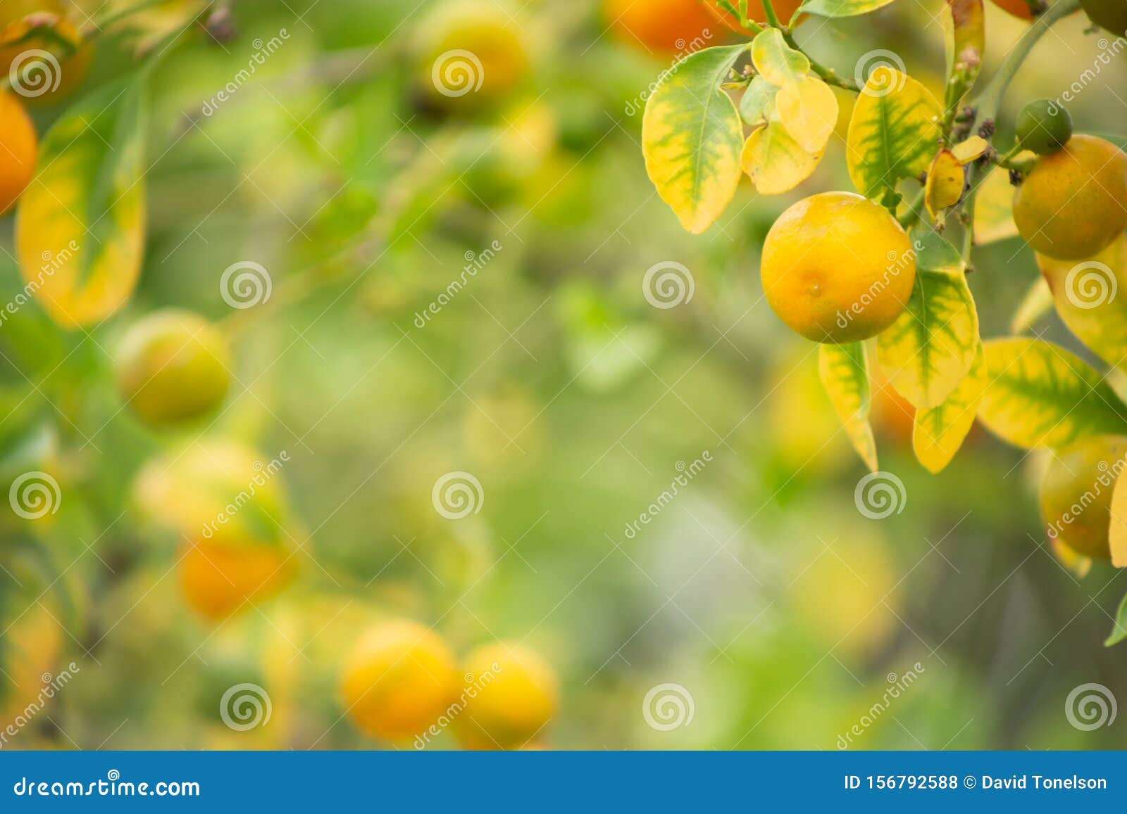 Calamansi Citrus Fruit on a Tree Stock Photo - Image of agriculture ...