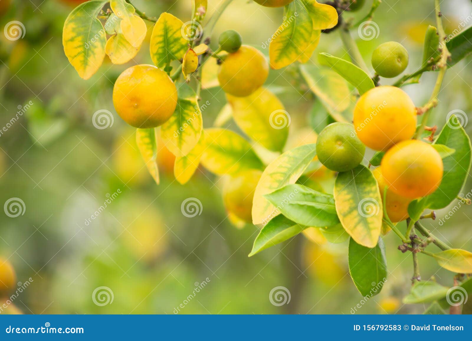 Calamansi Citrus Fruit on a Tree Stock Image - Image of ingredient ...