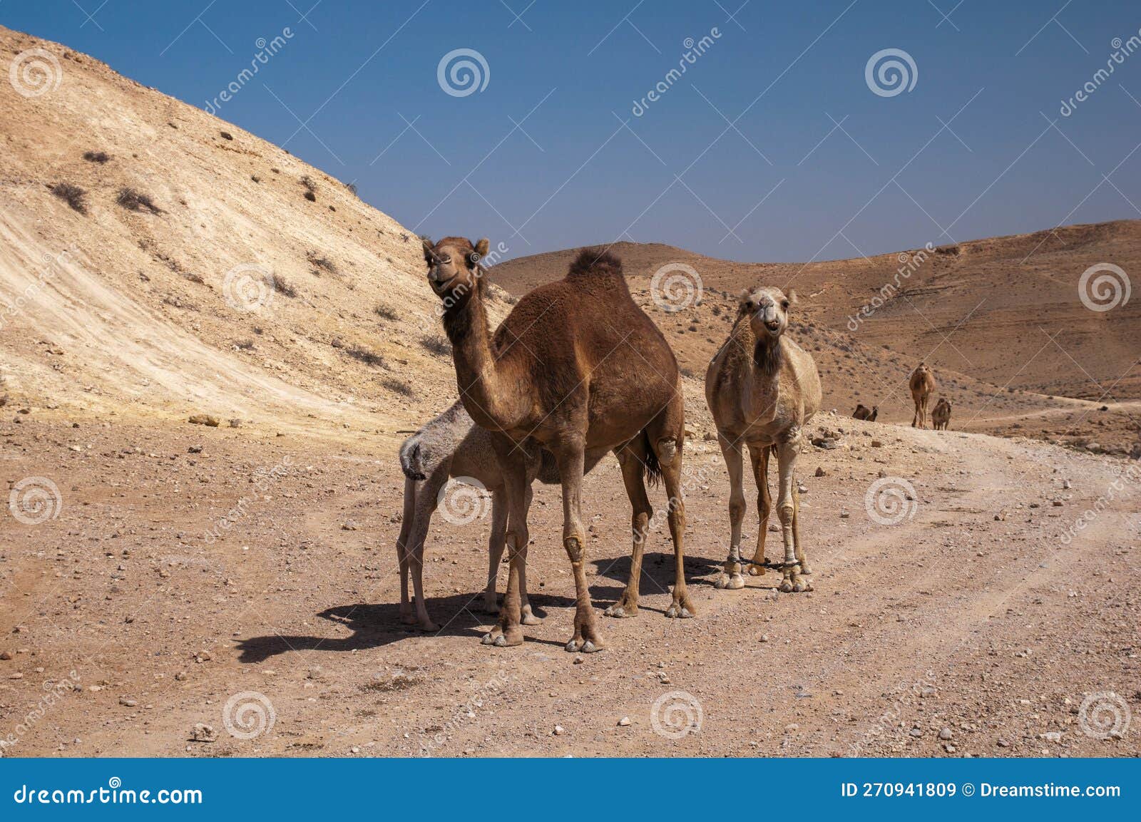 Several Camels with a Small Camel in the Desert Stock Image - Image of ...