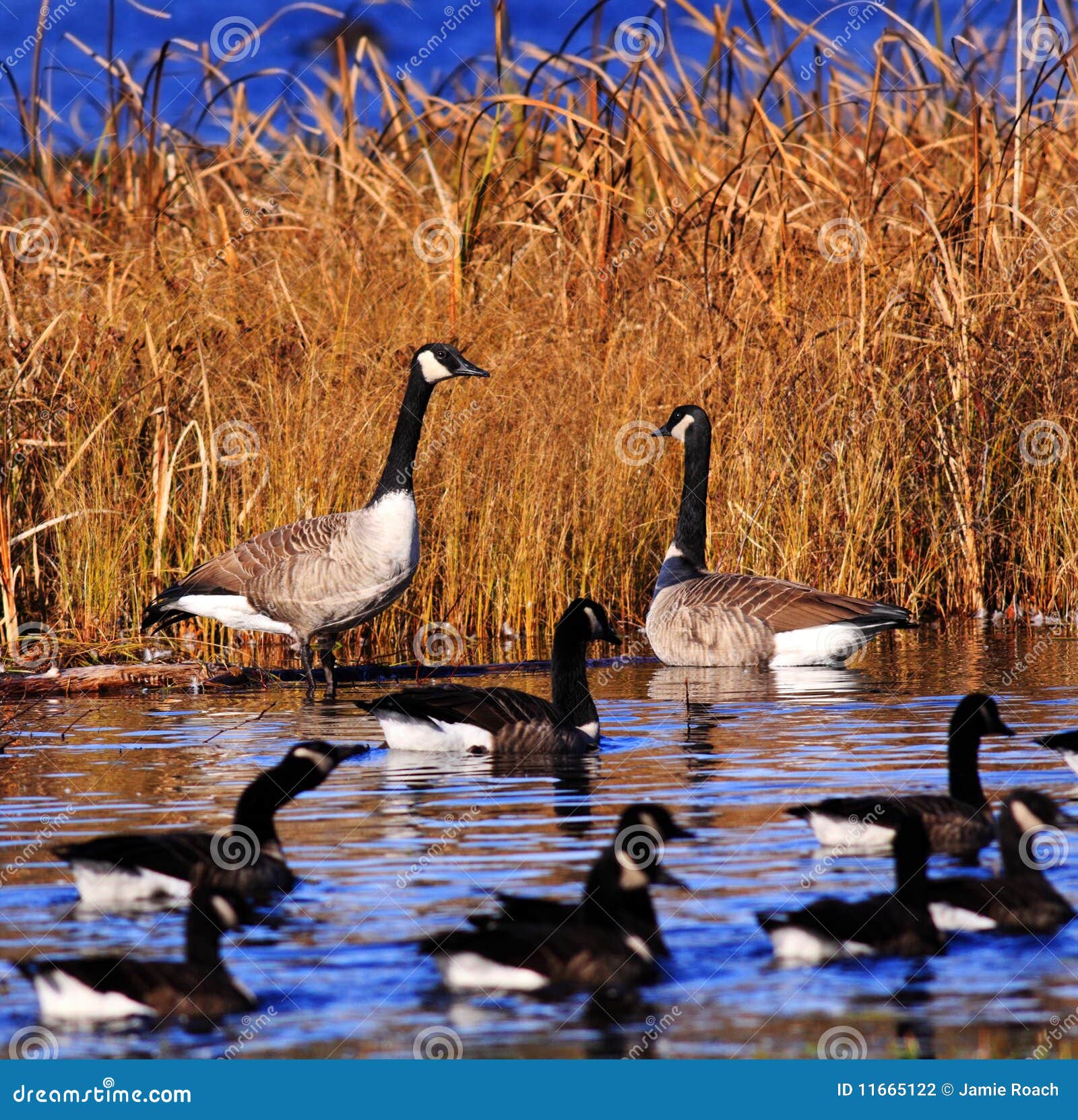 Several Canadian Geese Pond Marsh Stock Photo - Image of black, wings ...