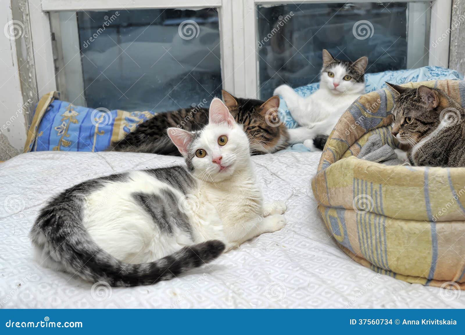 Several cats lie together stock photo. Image of adorable - 37560734
