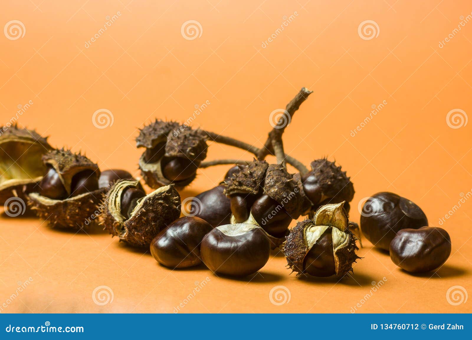 Several Chestnuts in Split Fruit Peel with Thorns and Separately ...