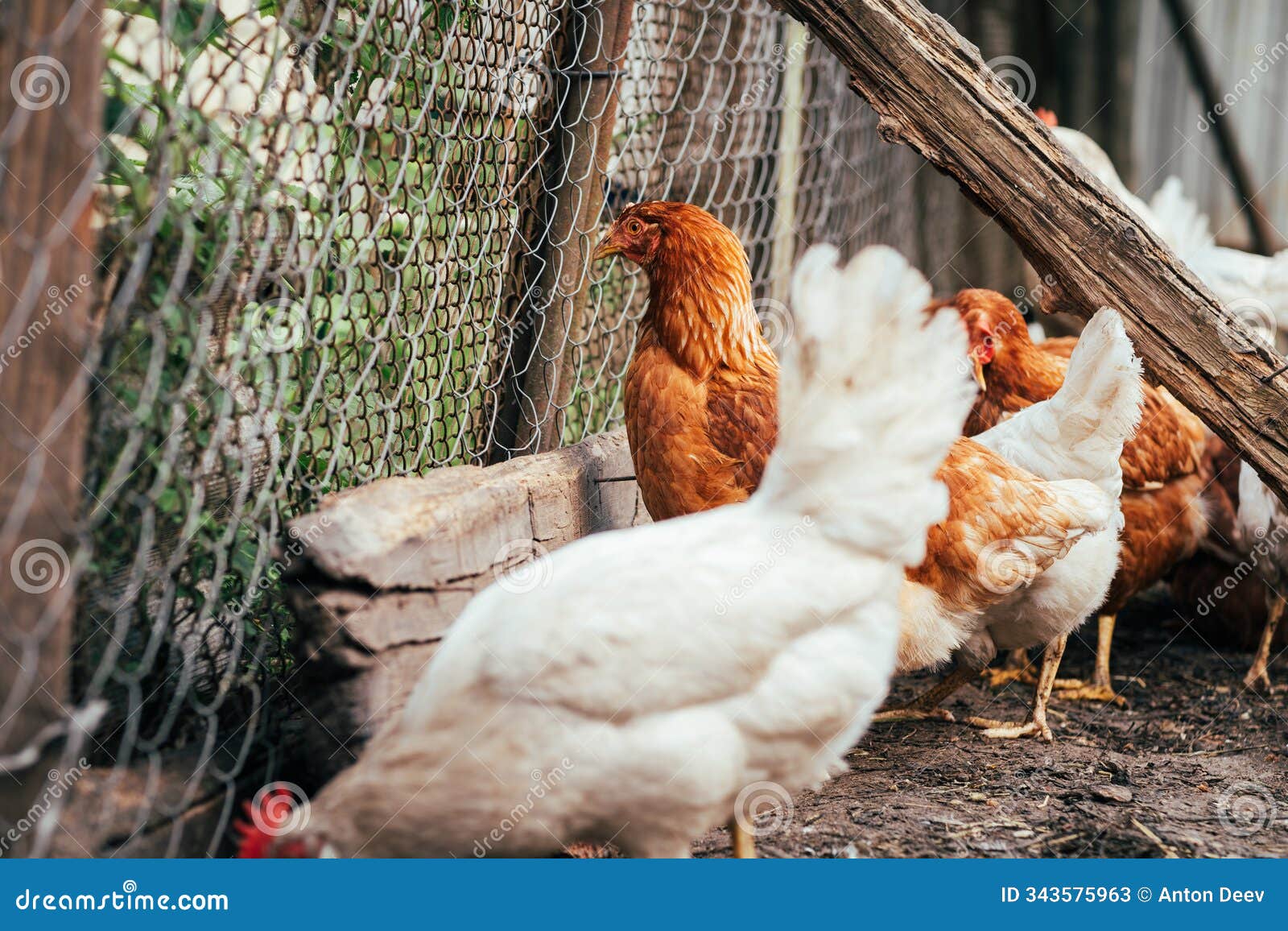 Several Chickens Roam Freely in a Backyard Setting, Pecking at the ...