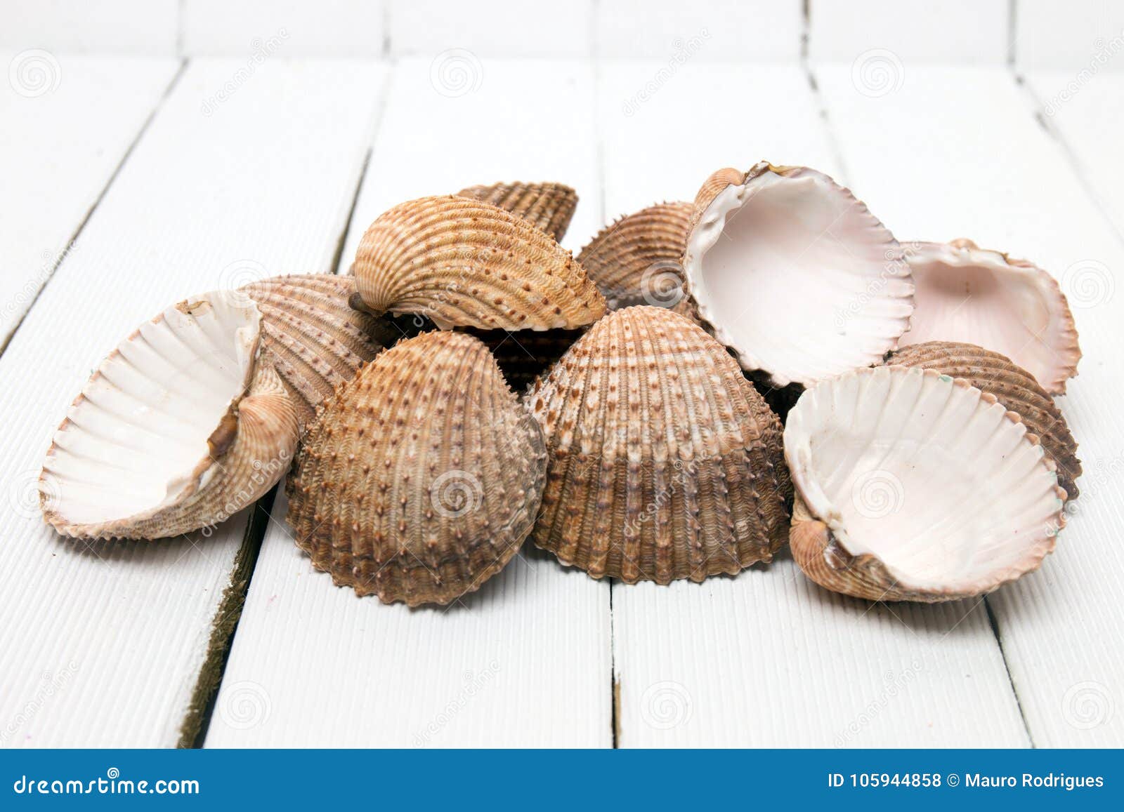 Several shells isolated stock photo. Image of mollusk - 105944858