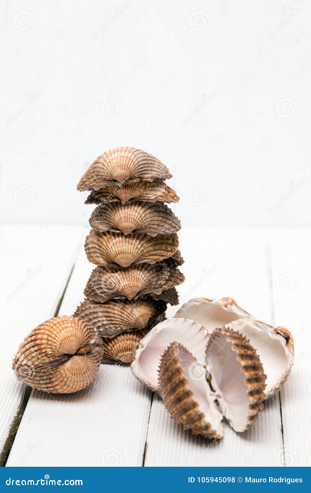 Several shells isolated stock photo. Image of pile, isolated - 105945098