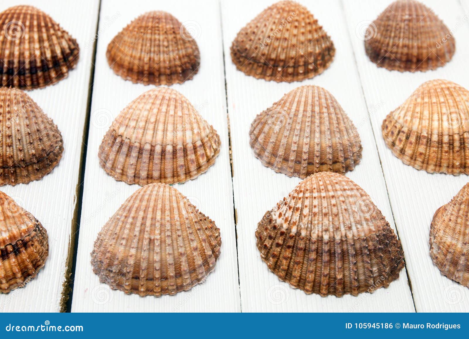 Several shells isolated stock photo. Image of brown - 105945186