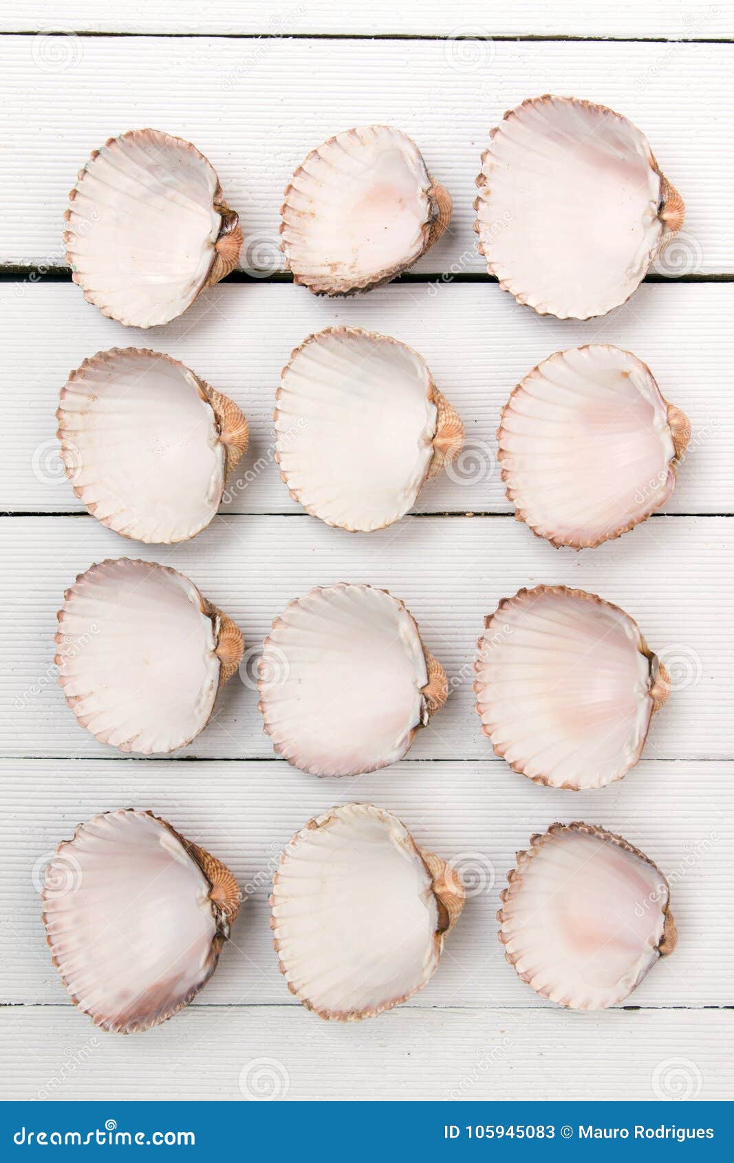 Several shells isolated stock image. Image of bivalve - 105945083