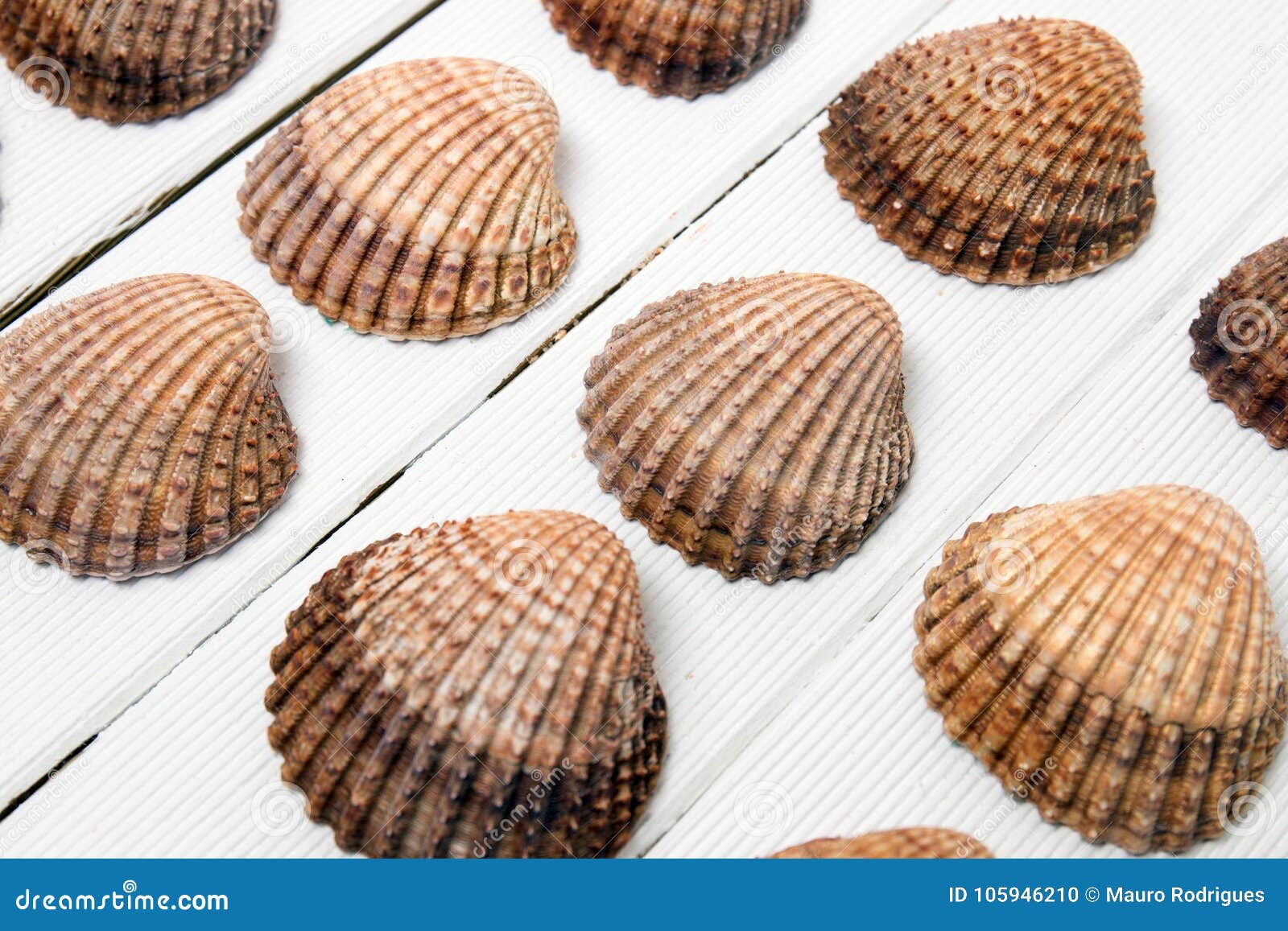 Several shells isolated stock photo. Image of decorative - 105946210