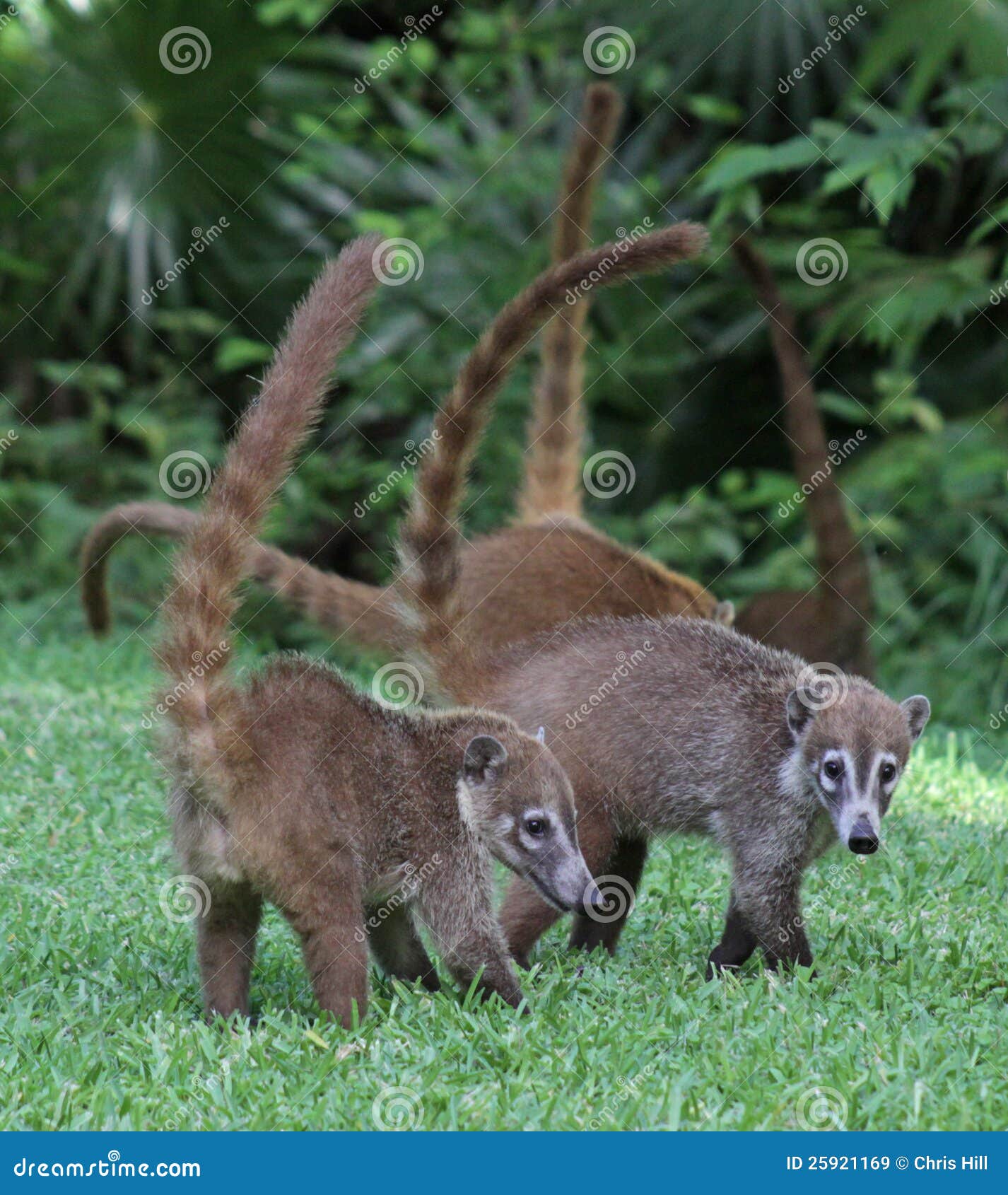 A Group Of Coatis In The Jungle Royalty-Free Stock Photography ...
