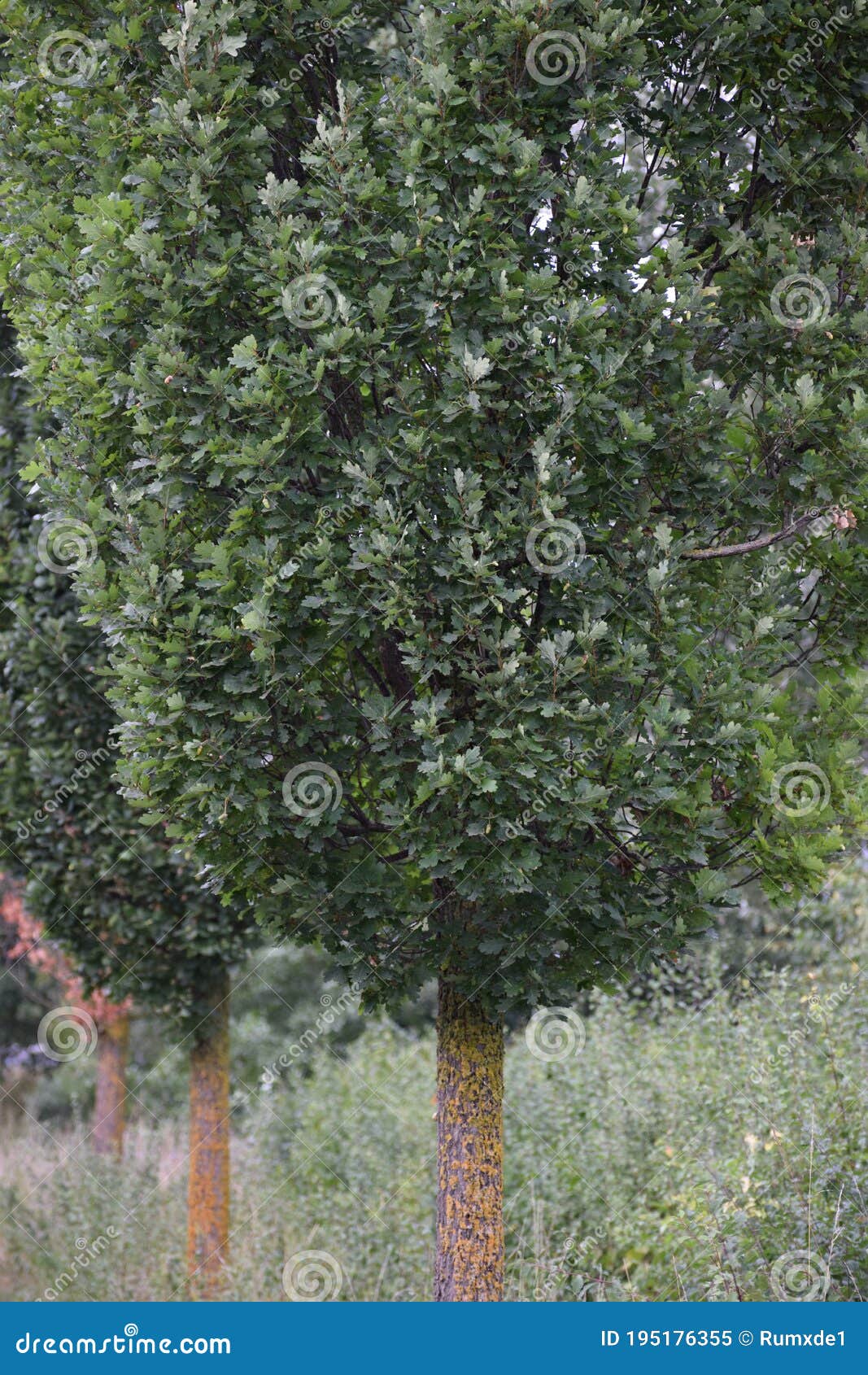 Columnar Oak Royalty-Free Stock Photo | CartoonDealer.com #195176355