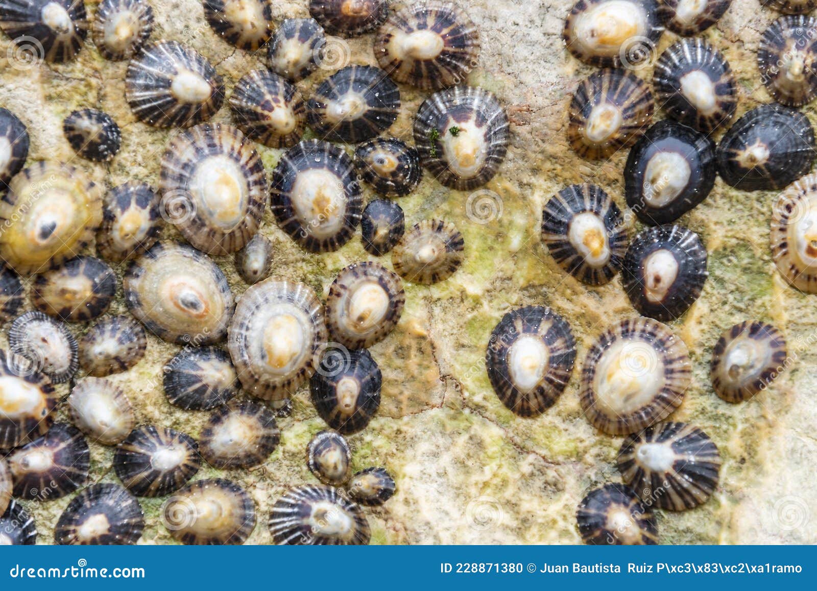 Several Common Limpets Stuck on a Beach Rock Stock Photo - Image of ...