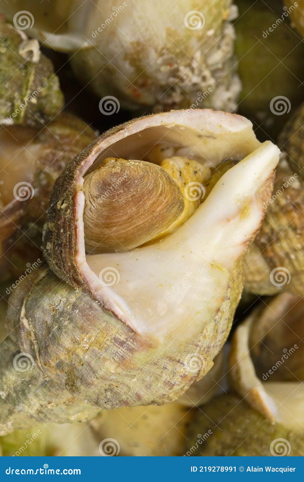 Several Cooked Whelks Close-up Stock Image - Image of seafood ...