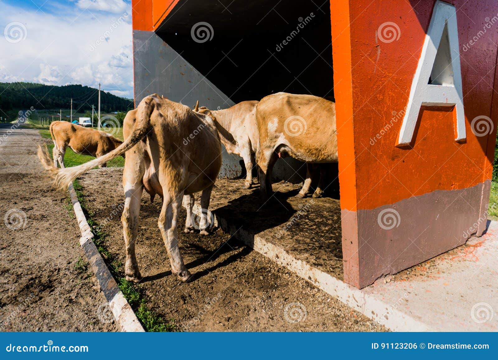 Several Cows Stand at the Bus Stop and Wait for the Bus Stock Photo ...