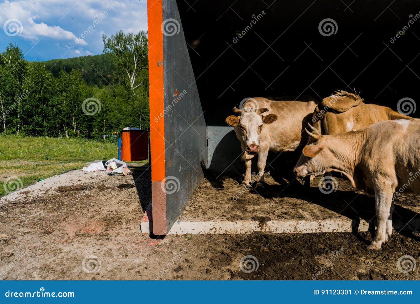 Several Cows Stand at the Bus Stop and Wait for the Bus Stock Image ...