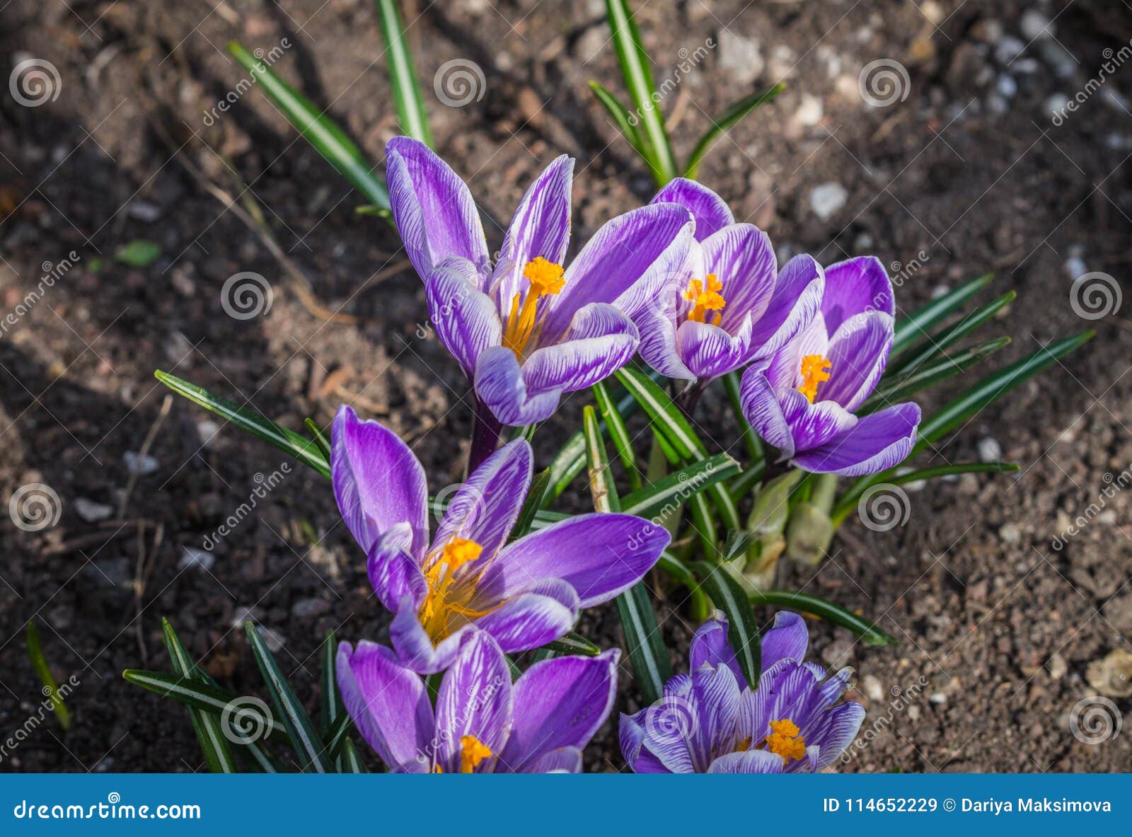 Several Crocuses Growing from Black Soil in Springtime Stock Image ...