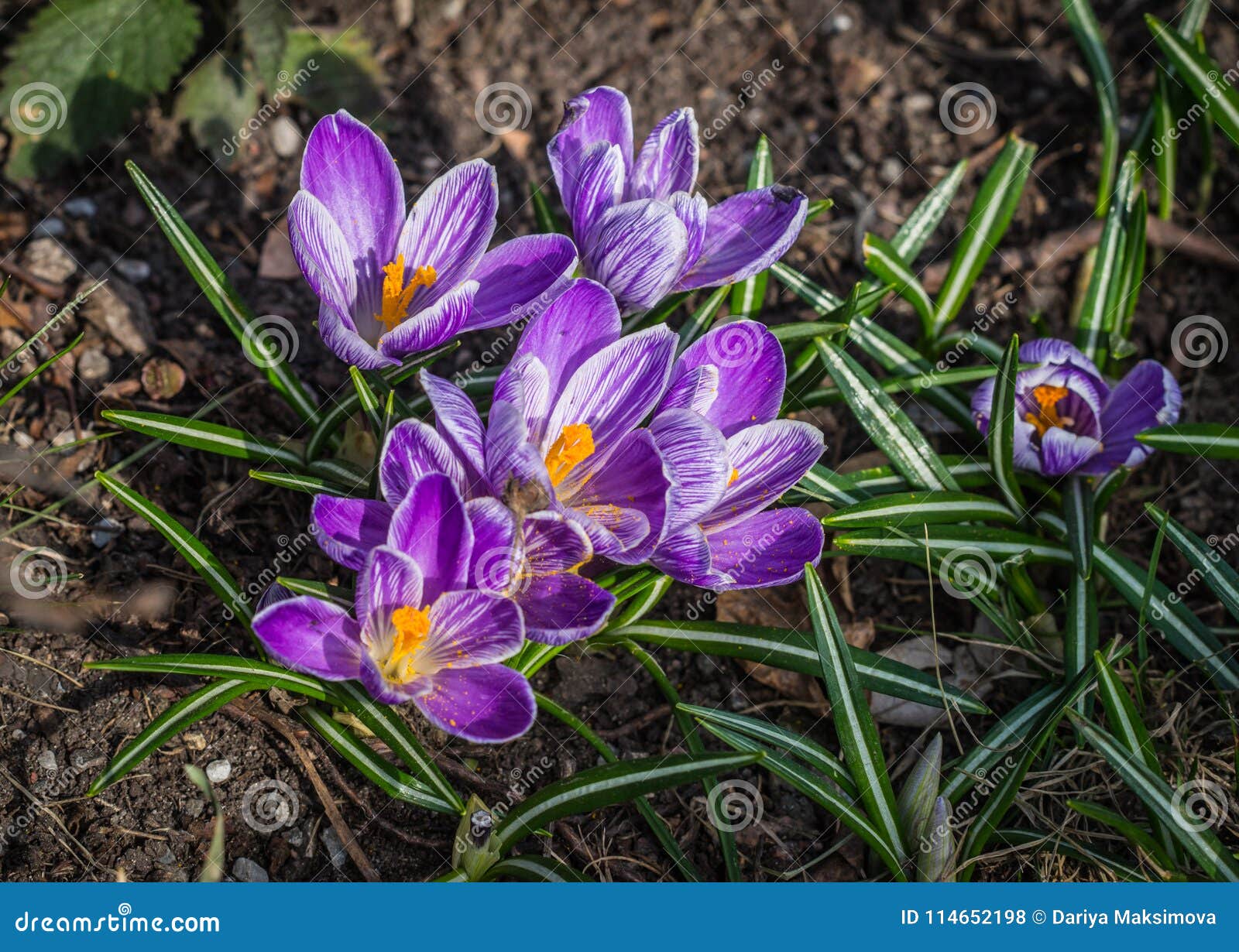 Several Crocuses Growing from Black Soil in Springtime Stock Photo ...