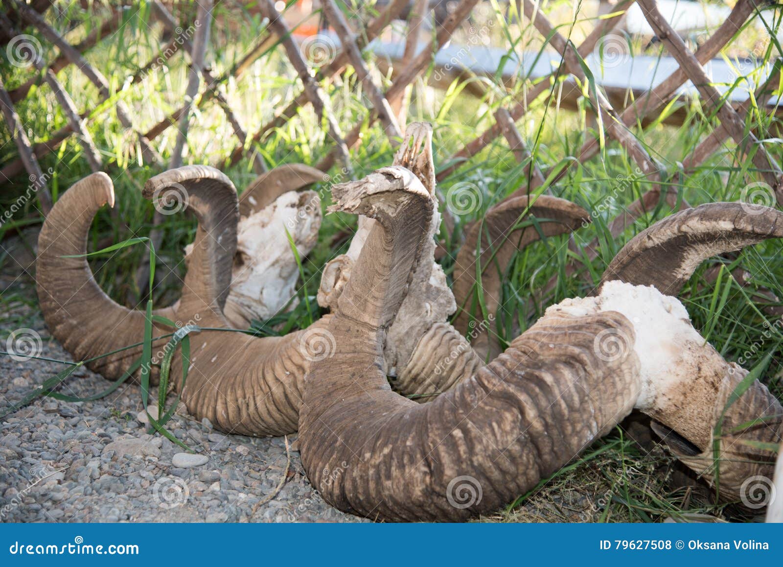Several Cropped Spiral Horns of Sheep in Altai Stock Photo - Image of ...