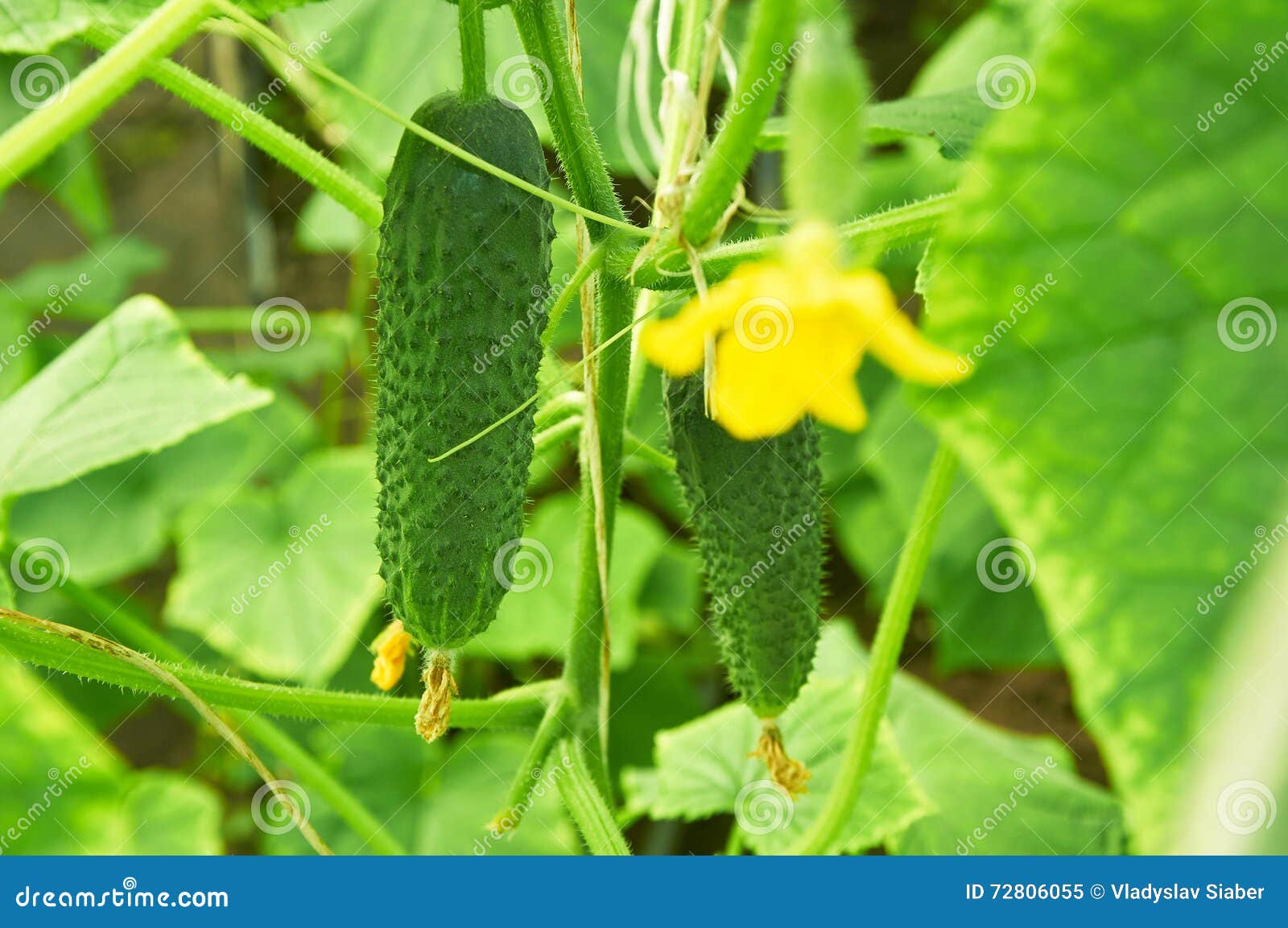 Several Cucumbers Growing on the Bush Stock Image - Image of garden ...