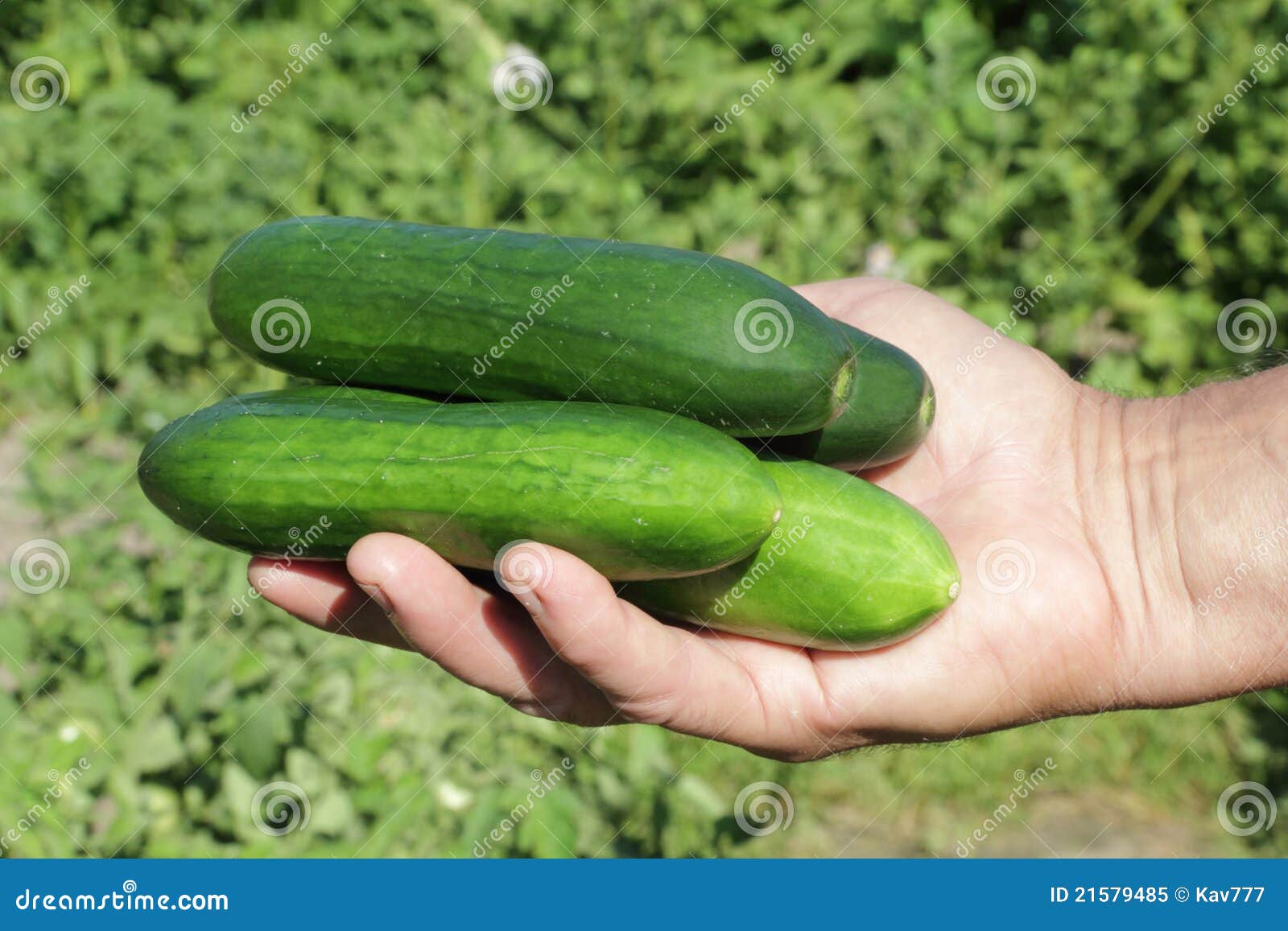 Several Cucumbers in a Hand of Farmer Stock Image - Image of farming ...