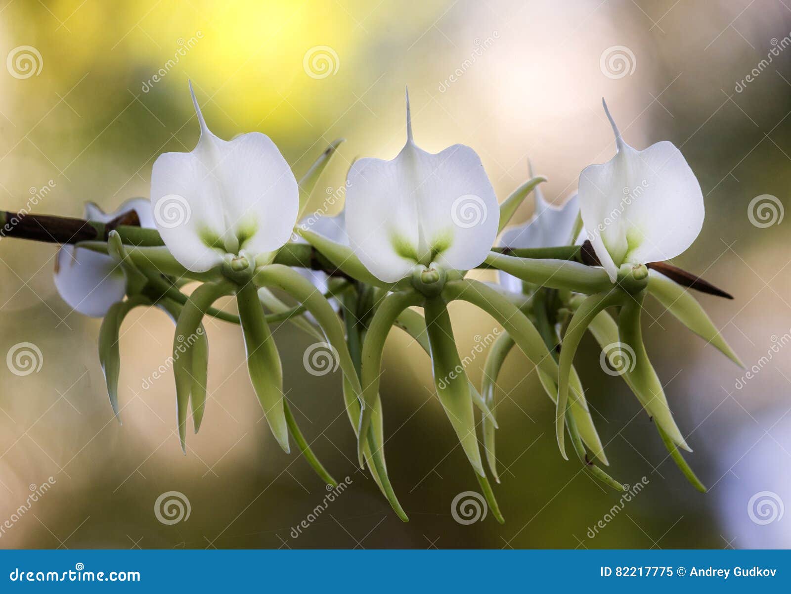 Are Several Delightful Orchids on a Branch. Flora. Madagascar Stock ...