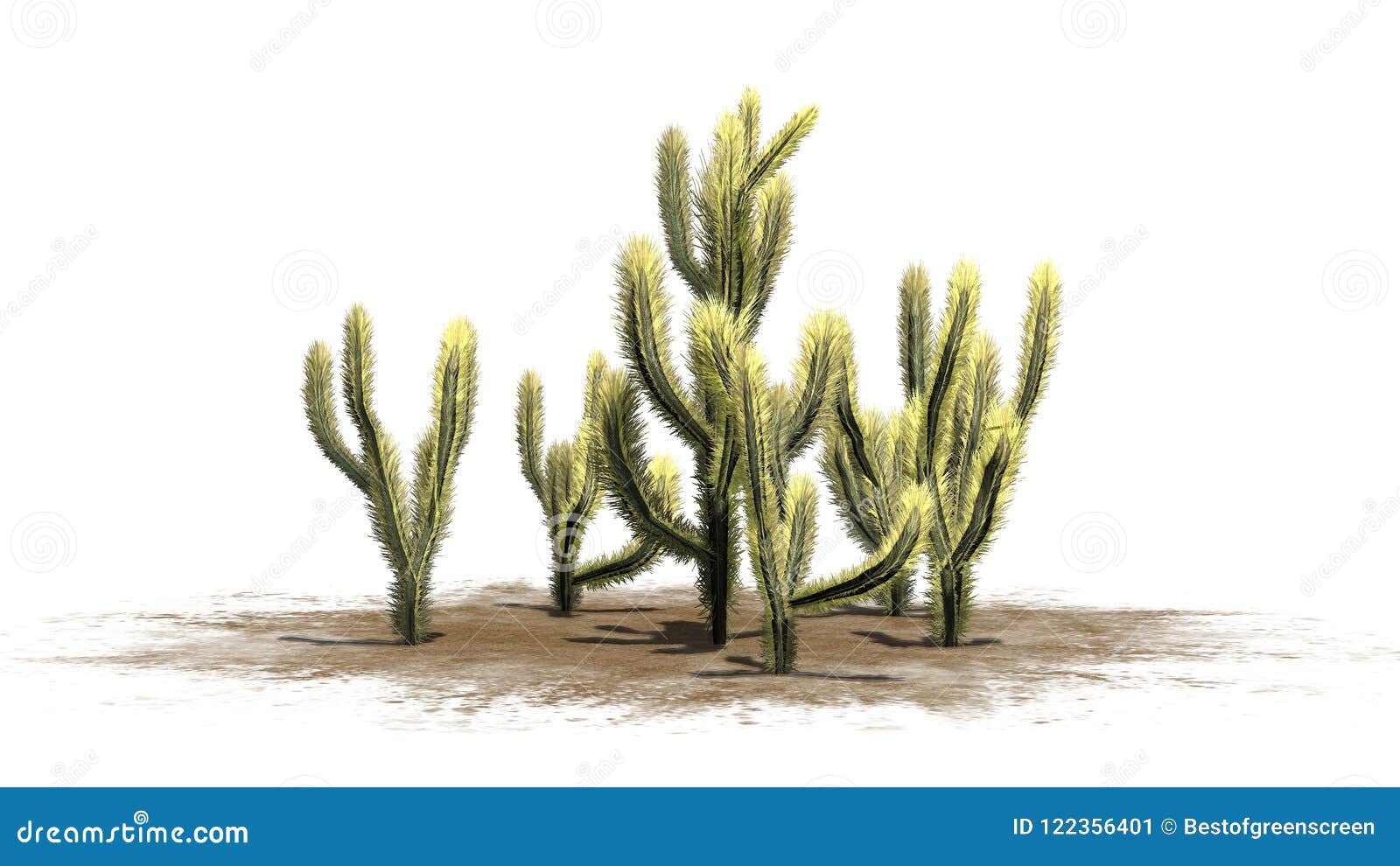 Several Different Cholla Cacti Stock Illustration - Illustration of ...